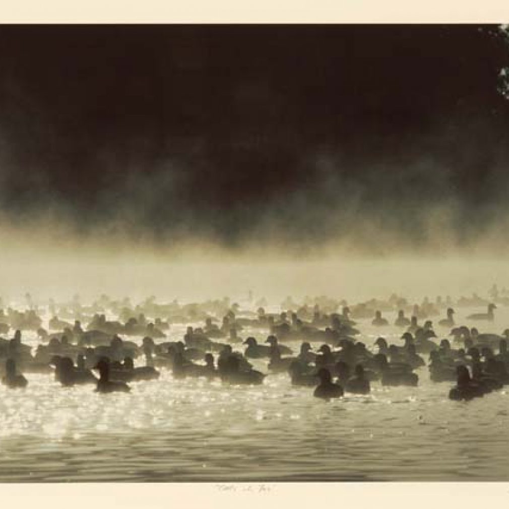 Sheldon Scott - Ogden Museum of Southern Art