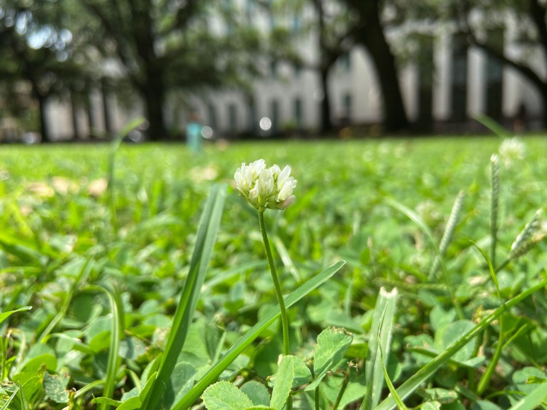 Phoebe- Where the green grass grows - Ogden Museum of Southern Art
