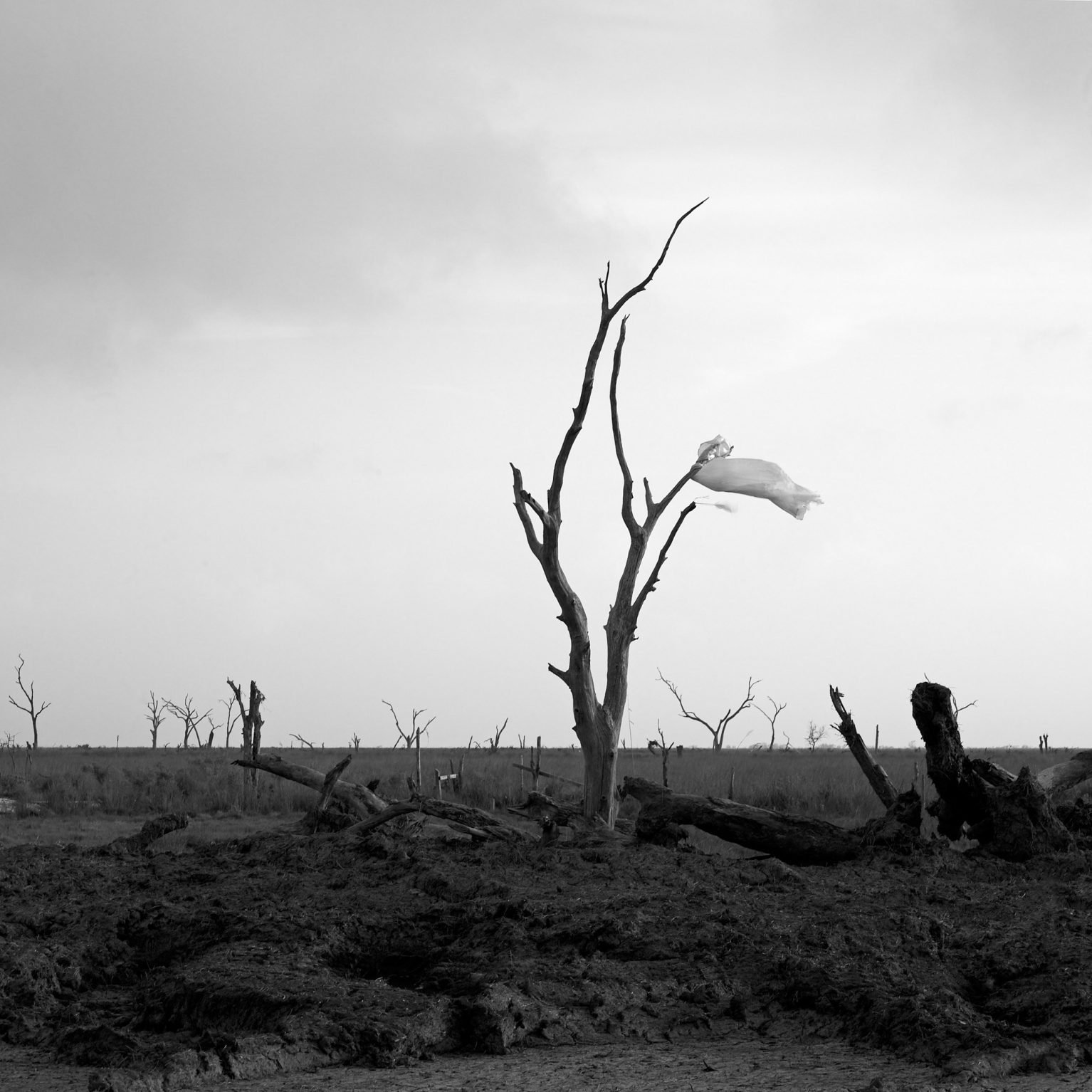 CAPITULATION - Ogden Museum of Southern Art